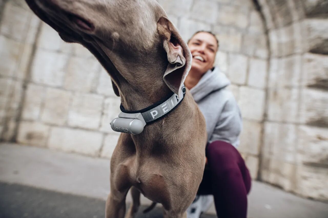 Collars and harnesses with QuickLeash™ technology - PEIKO® Dogwear